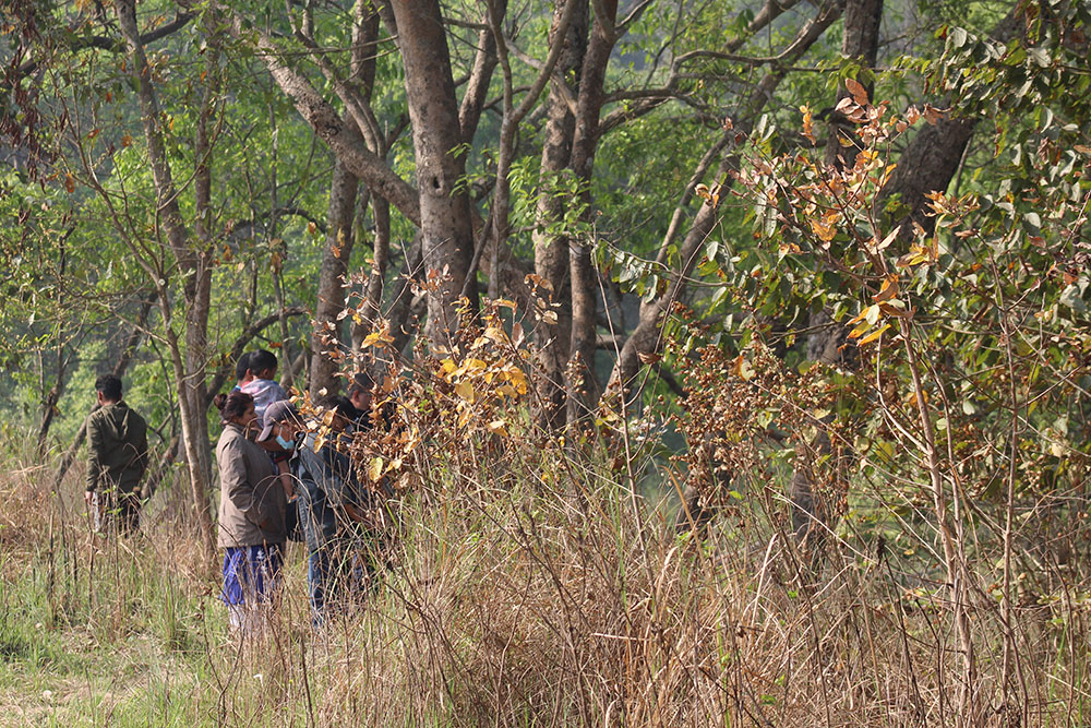 Jungle Treks in Chitwan National Park